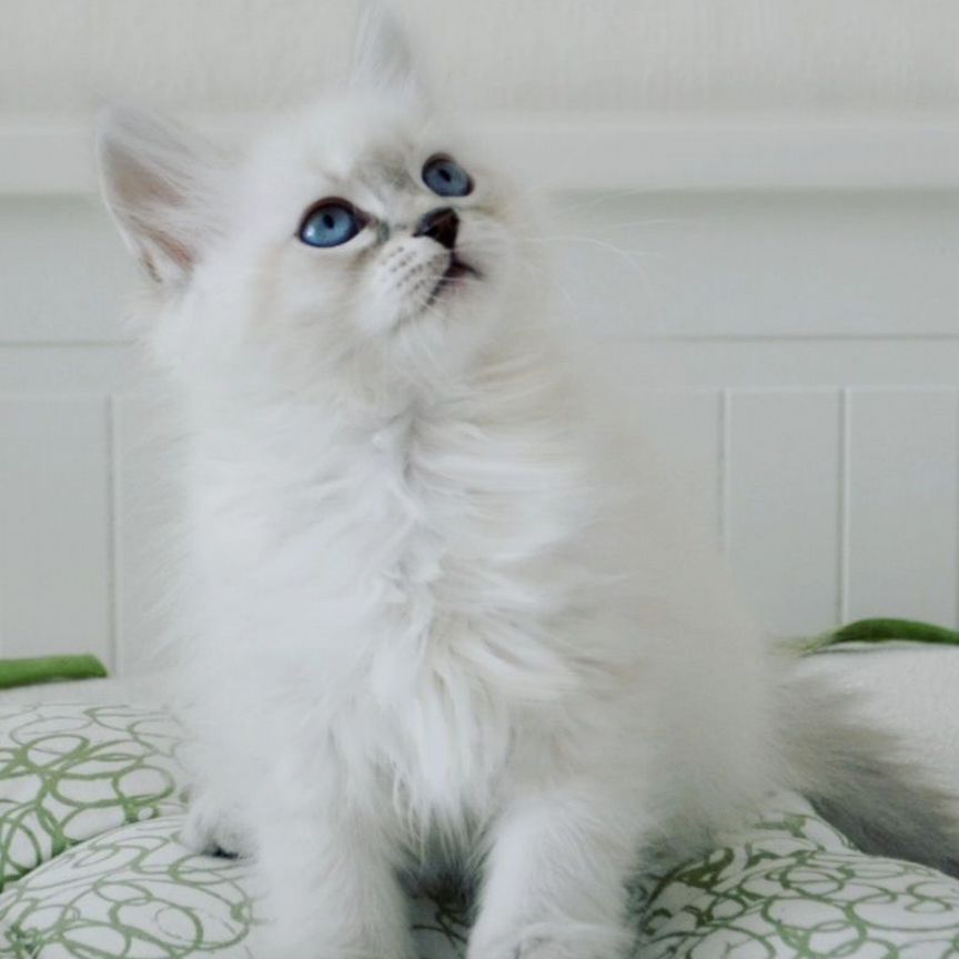 Невские маскарадные котята