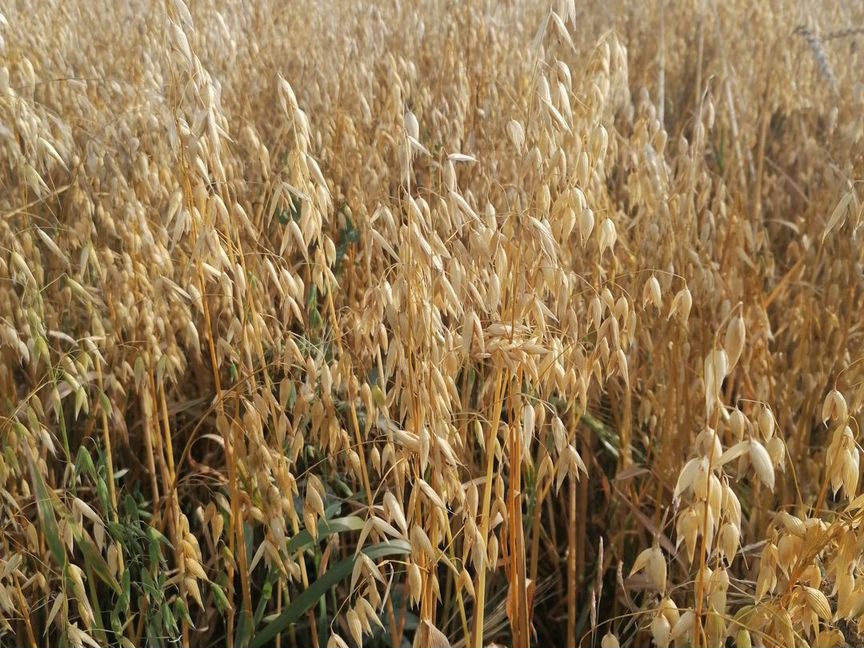 Продам овёс