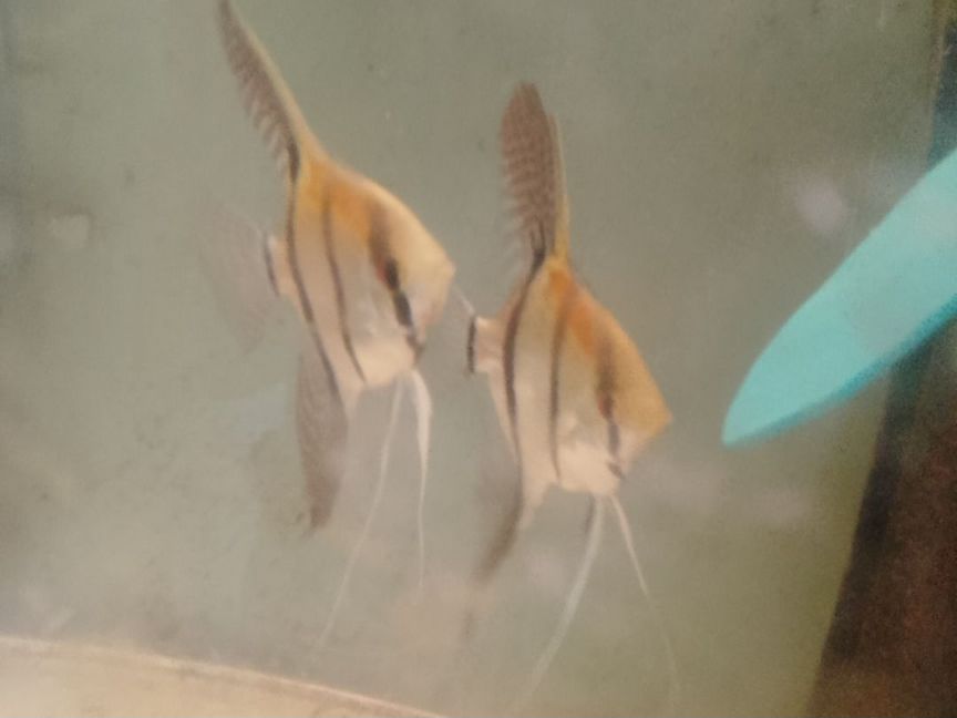 Скалярии манакапуры и другие редкие