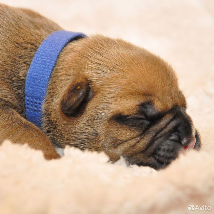 Щенки Американского булли