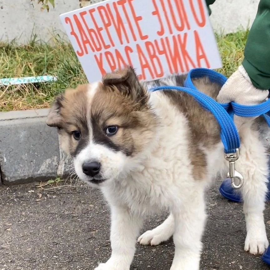 Пушистый щенок в приюте