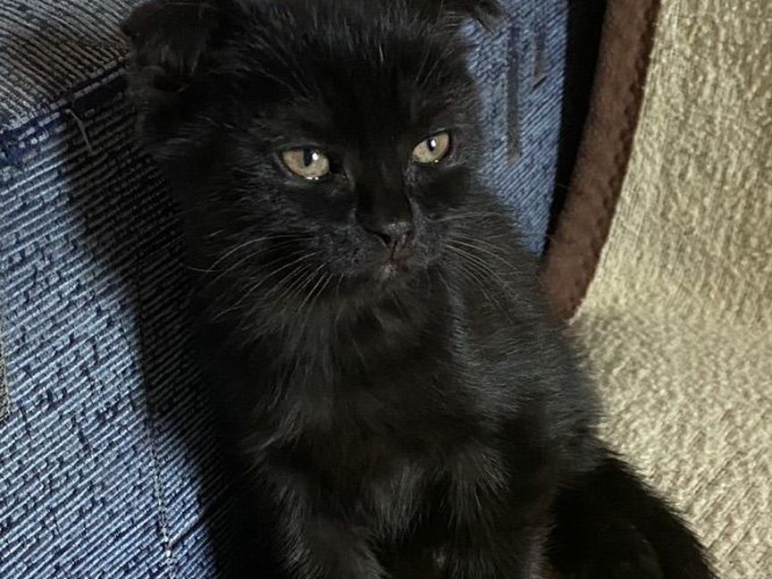 Шотладские вислоухие котята и прямоухие котята