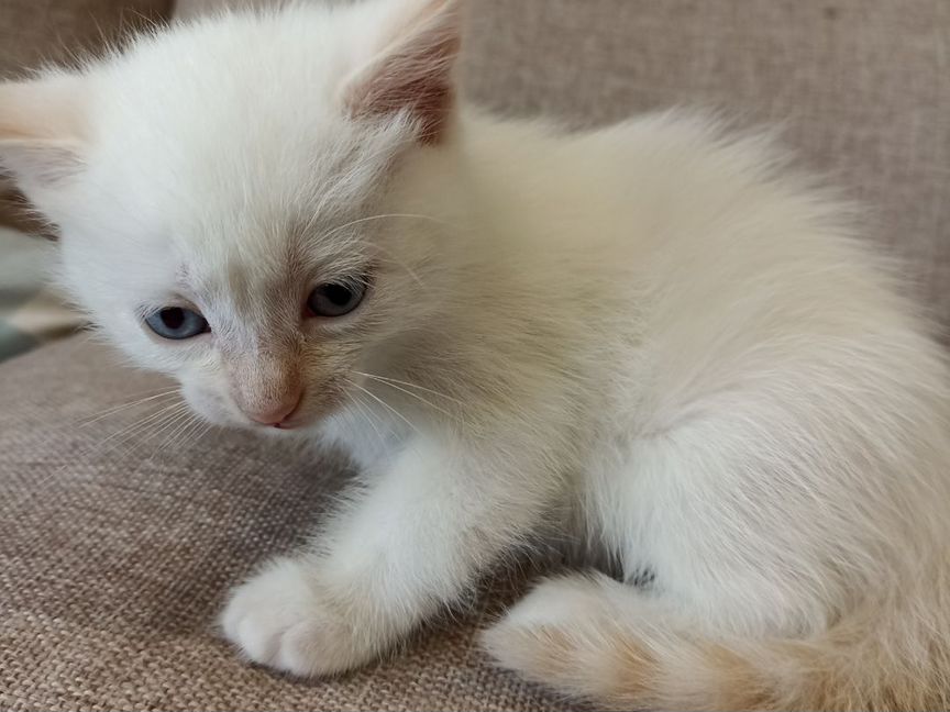 Кошка