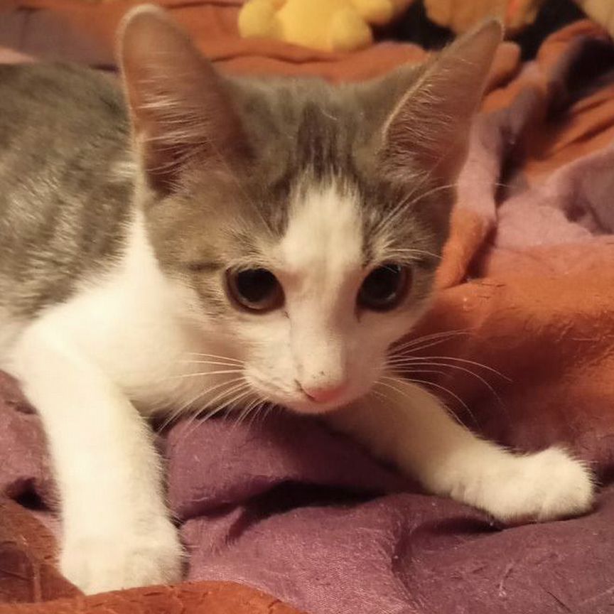 Взрослая кошка от частного владельца