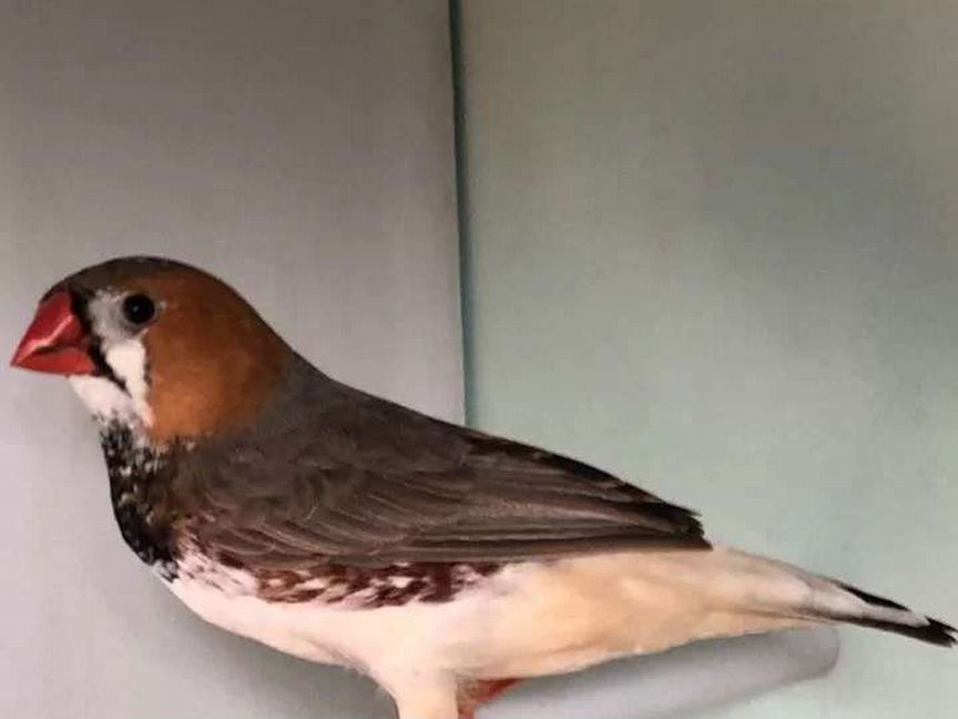 Зебровые амадины