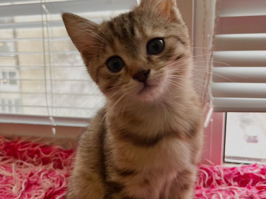 Котенок британка (наполовину)