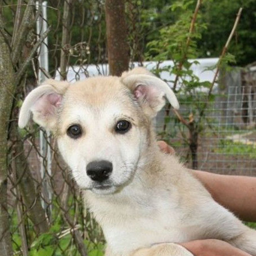 Щенок девочка 4 мес