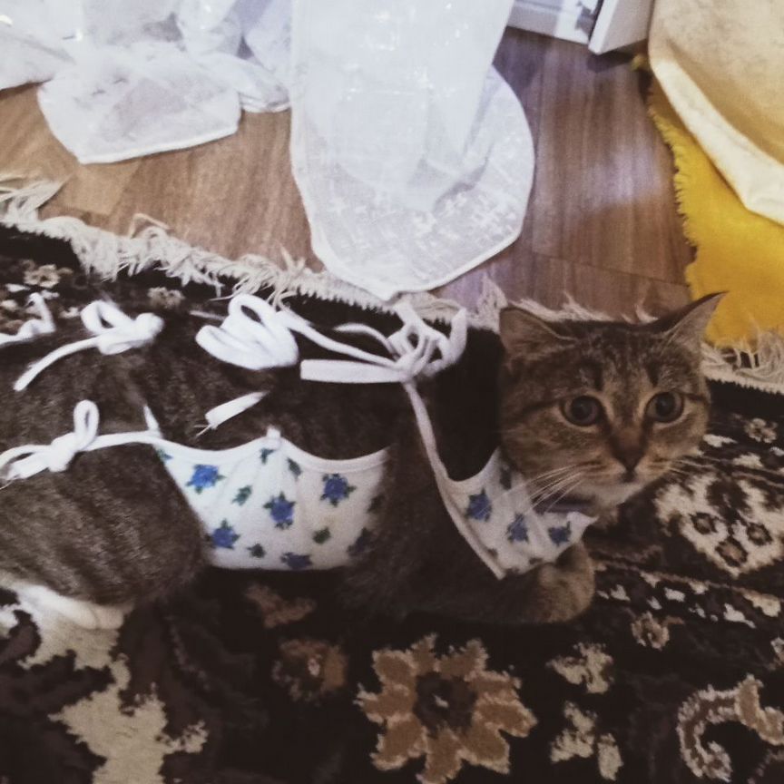 Взрослая кошка в добрые руки