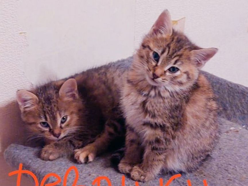 Котята полосатые, рыжие, чёрно-белые ласковые