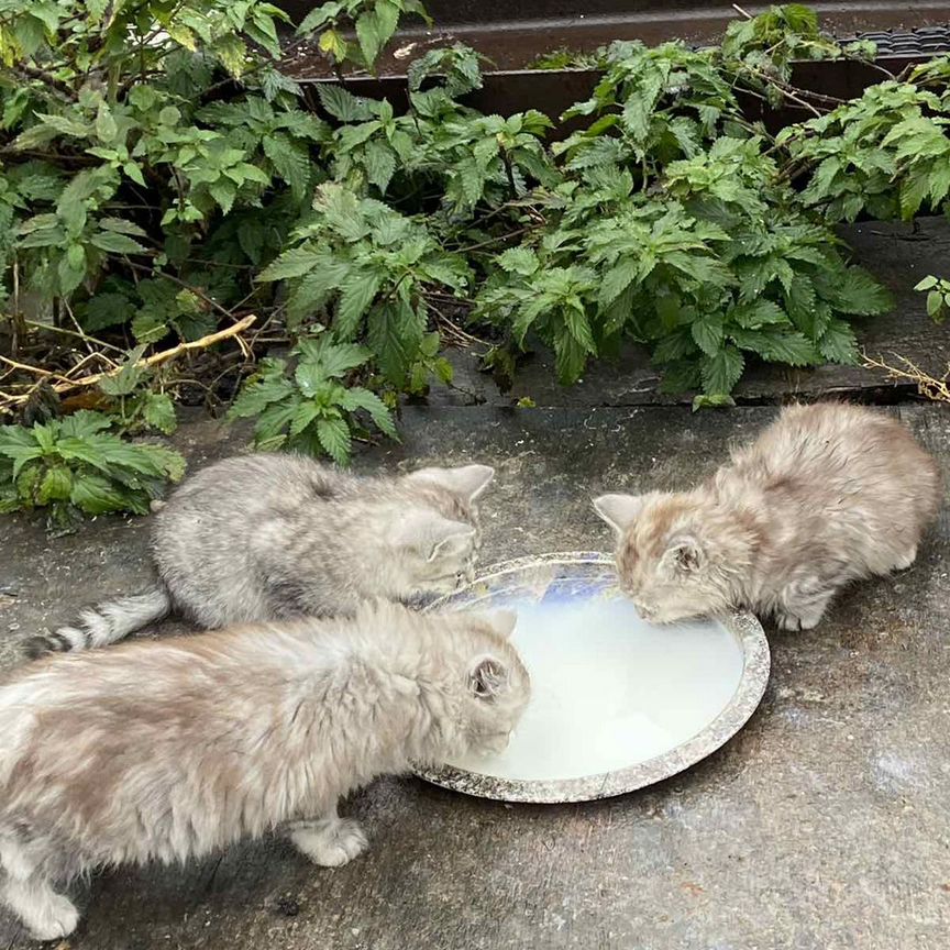 Котята 3-4 мес