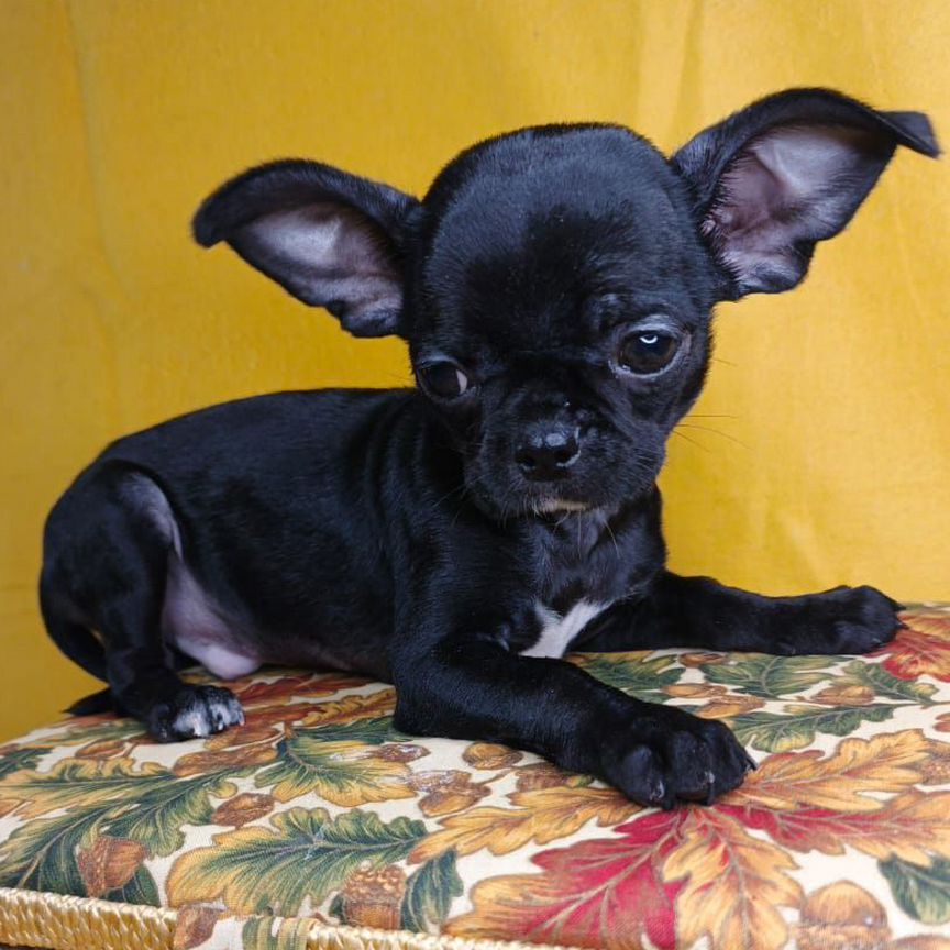 Чихуахуа, щенок