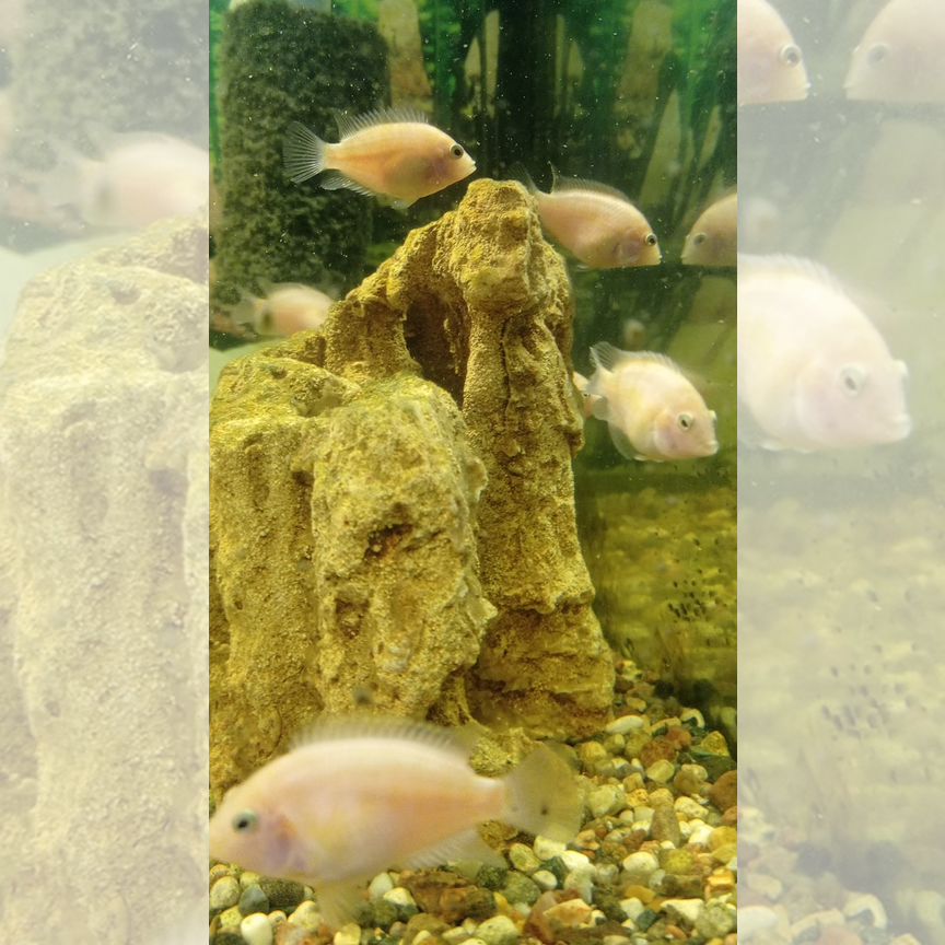 Цихлиды фламинго