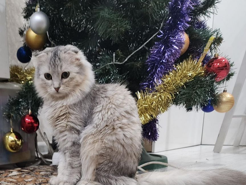 Кошка Буся, отдадим в добрые руки