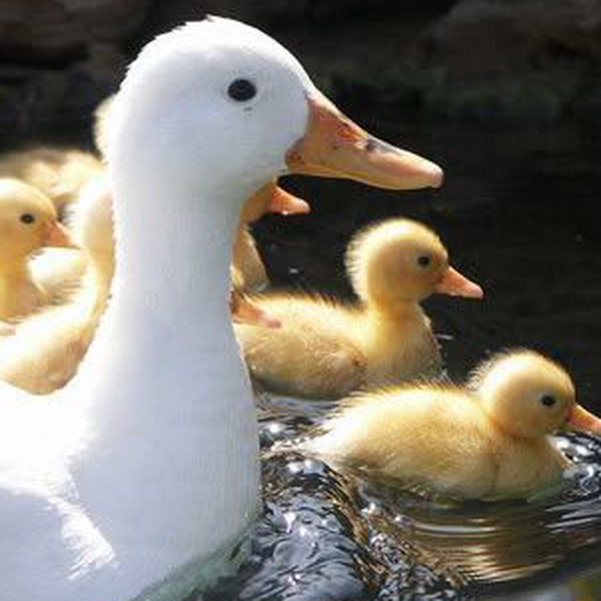 Утята суточные