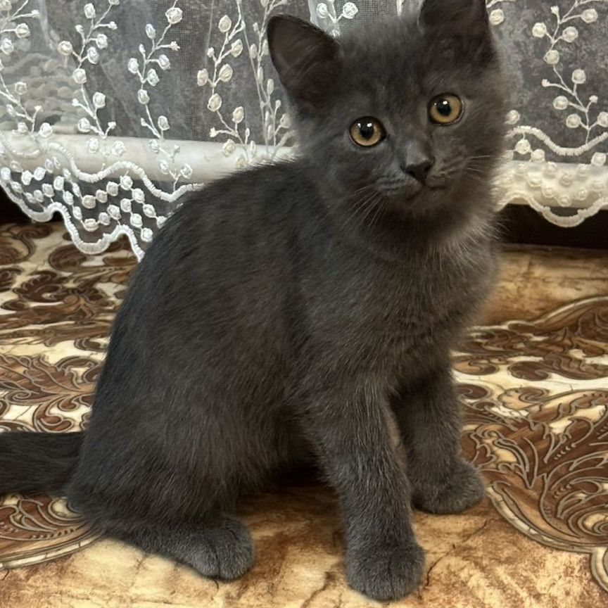 Отдам котенка в добрые руки
