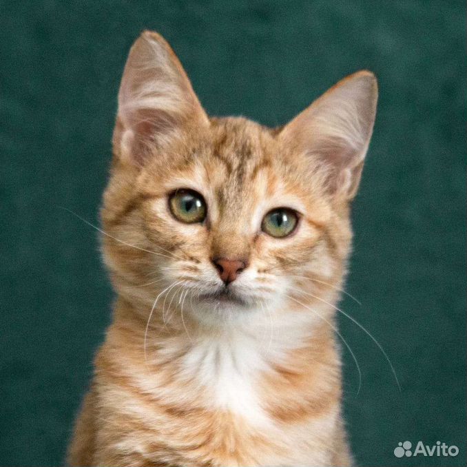 Златусик-котусик