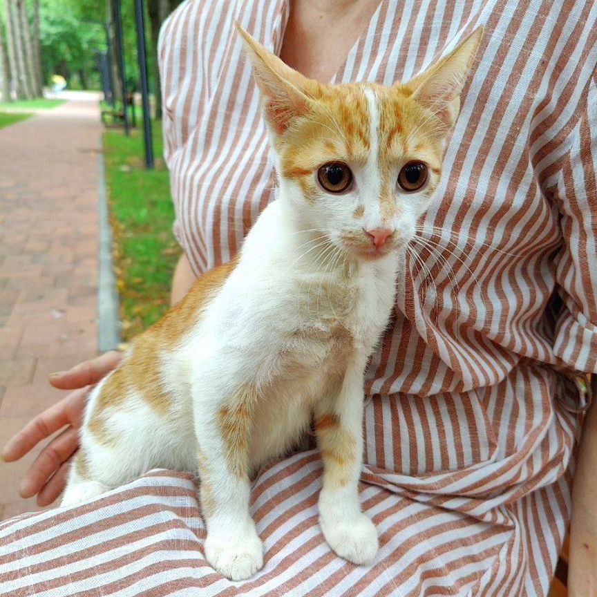 Нежный игривый котенок Лимончик в дар