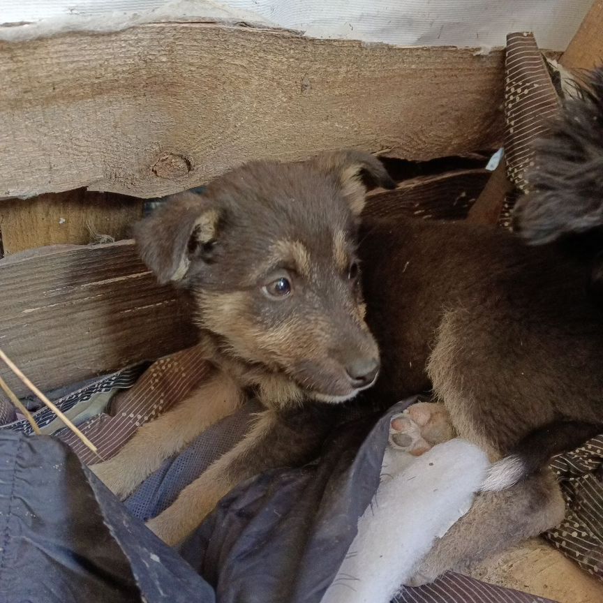 Щенки в добрые руки