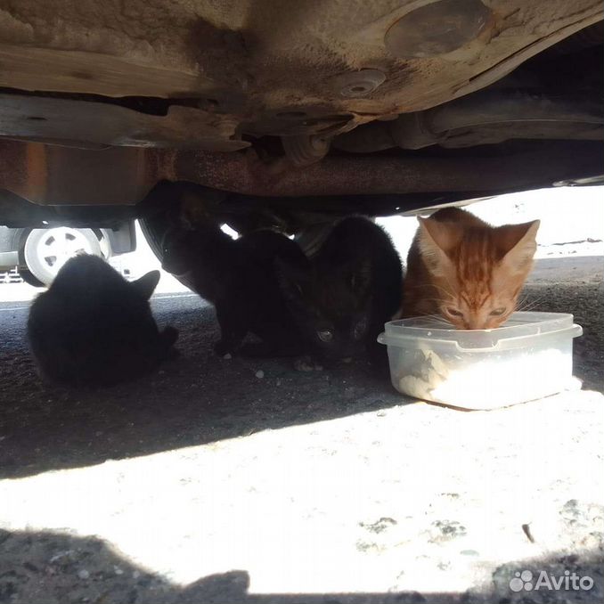 Котята на промзоне ждут спасения
