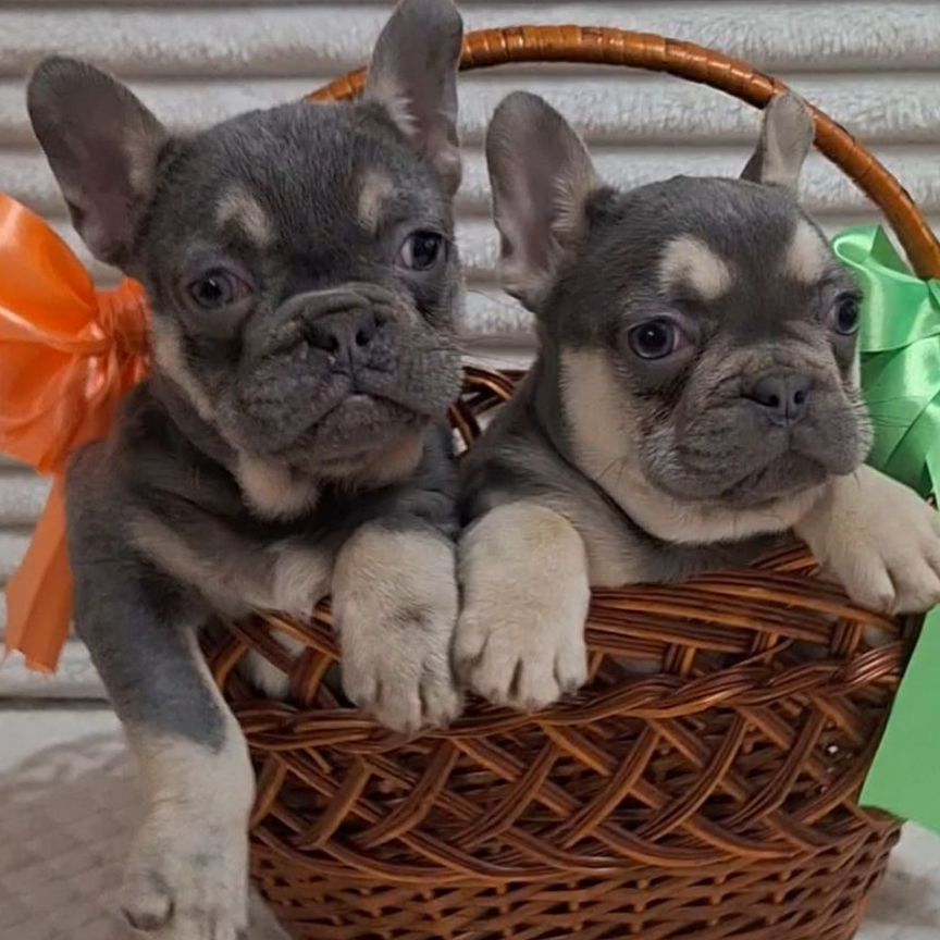 Французский бульдог, щенок