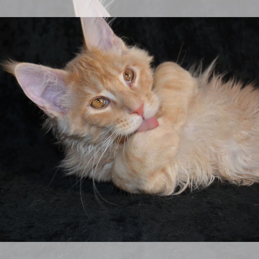 Мейн-кун котёнок