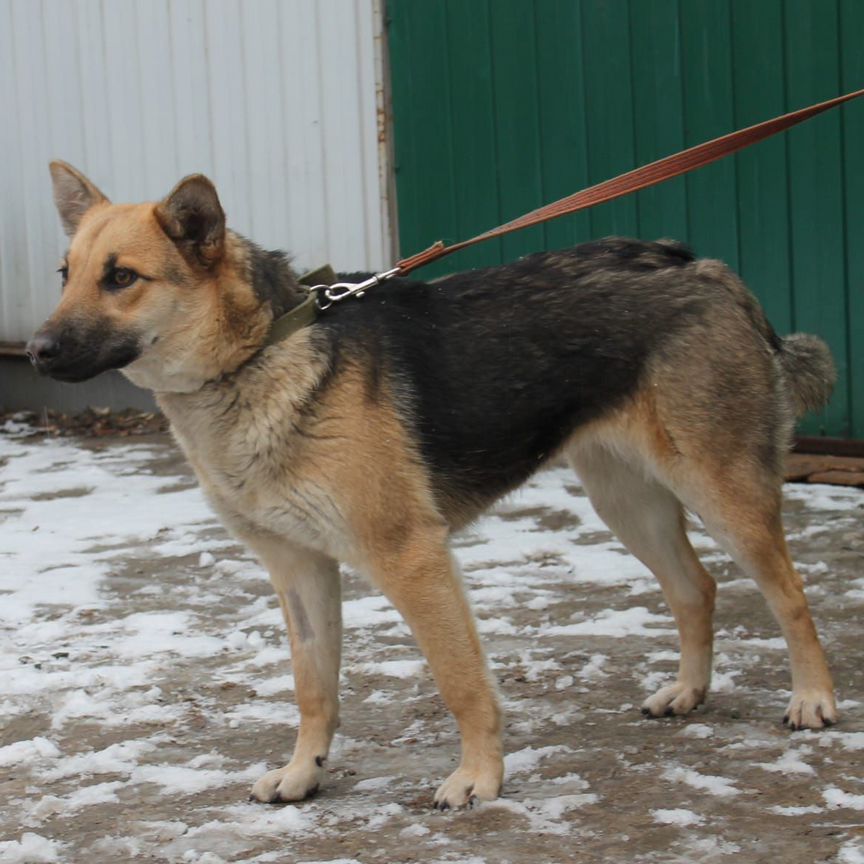 Взрослая собака в добрые руки