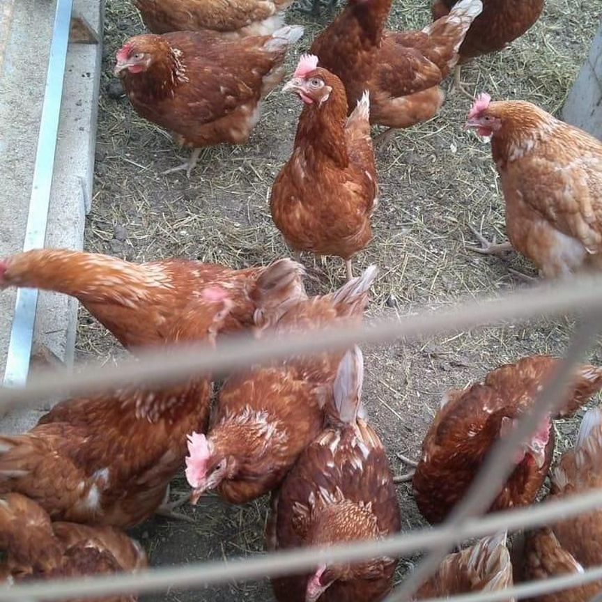 Курочки