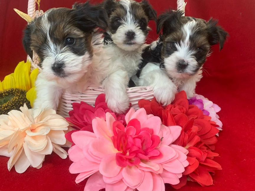 Щенки бивер