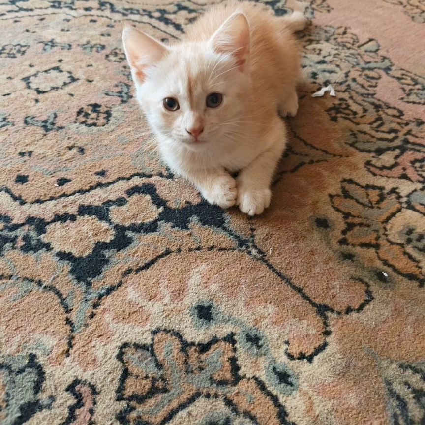 Рыжий котенок в добрые руки