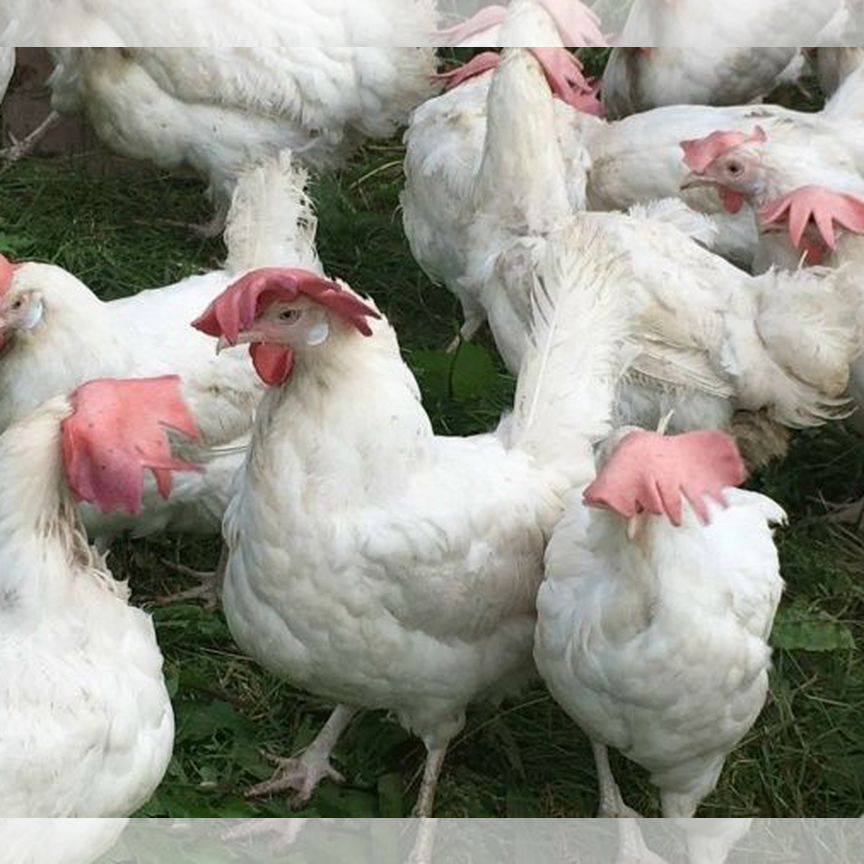 Куры несушки легорн