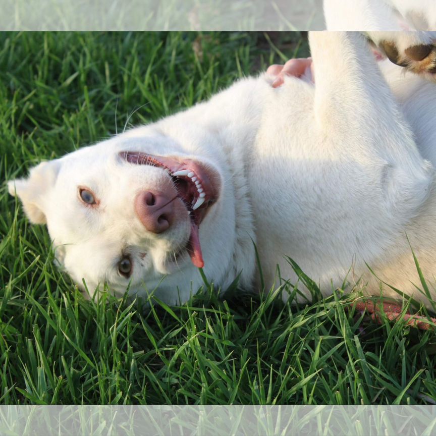 Добрая собака ищет дом