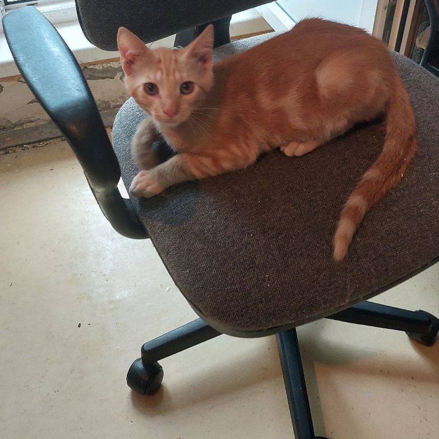 Рыжее сокровище в добрые руки