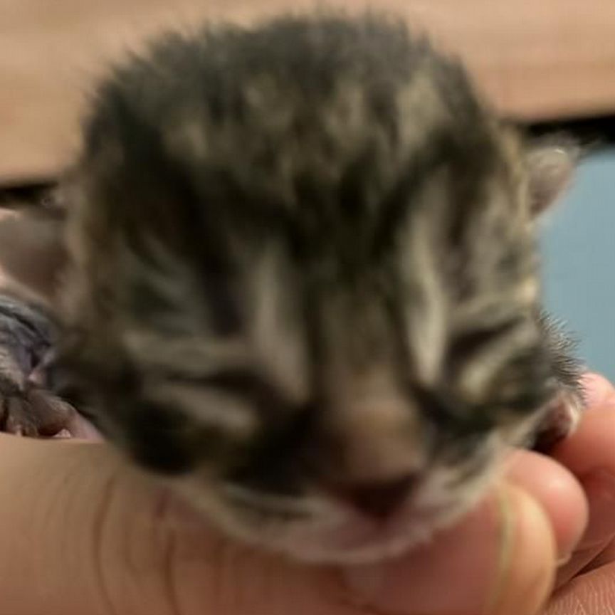 Шотландский вислоухий длинношёрстный котёнок