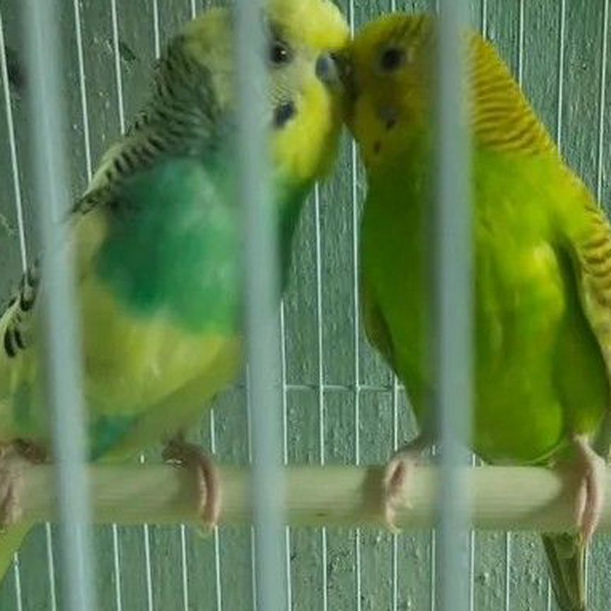 Волнистый попугай