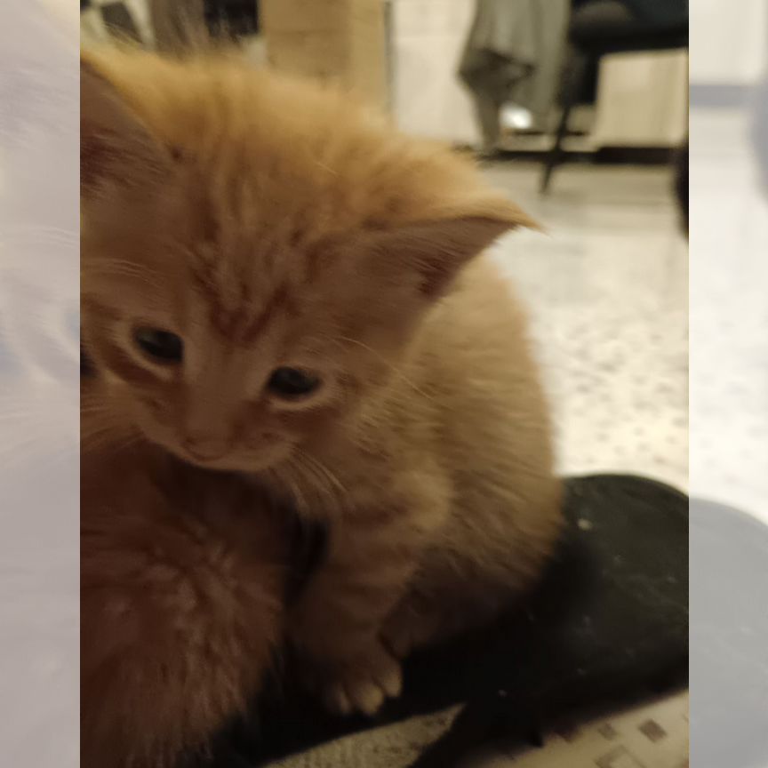 Мейн-кун котёнок