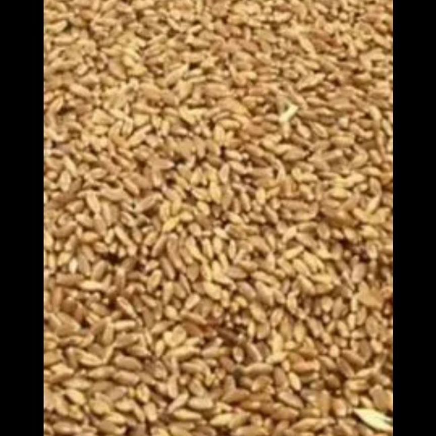 Корма для животных