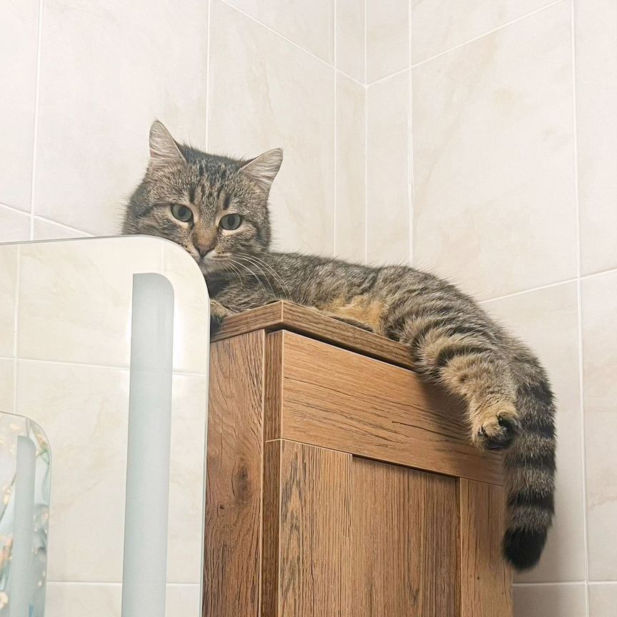 Кошка стерилизованная ищет дом