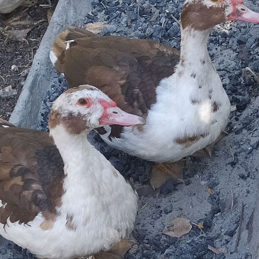 Индоутки. Мускусные утки (от Воронежа 180 км)