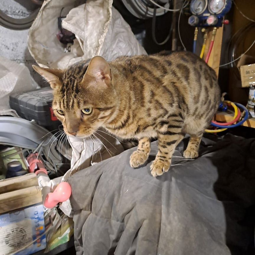 Бенгальская