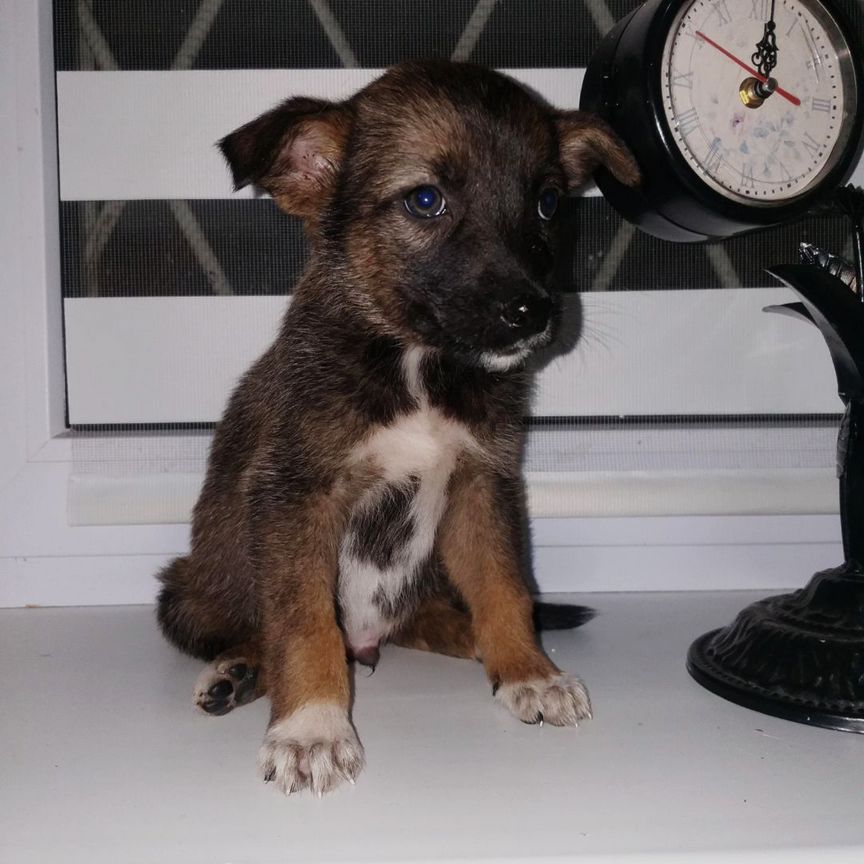 Мальчик 1, 5 мес