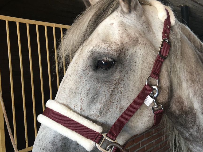 Недоуздок для лошади