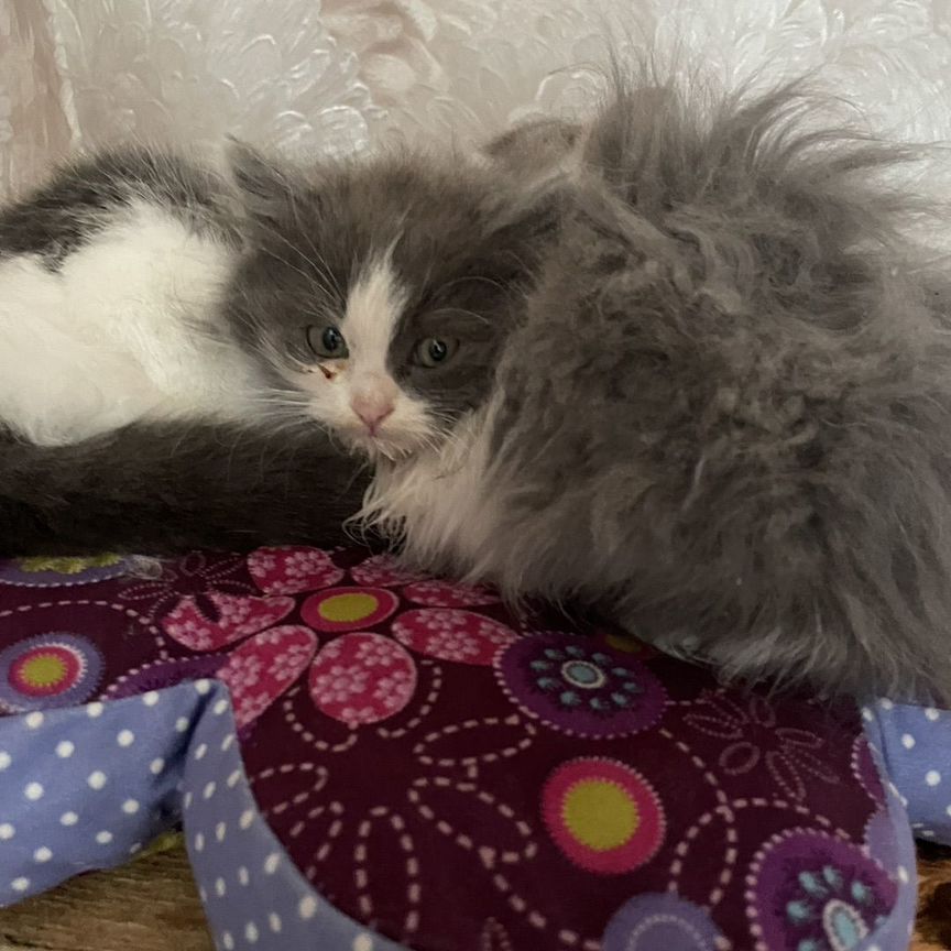 Котята