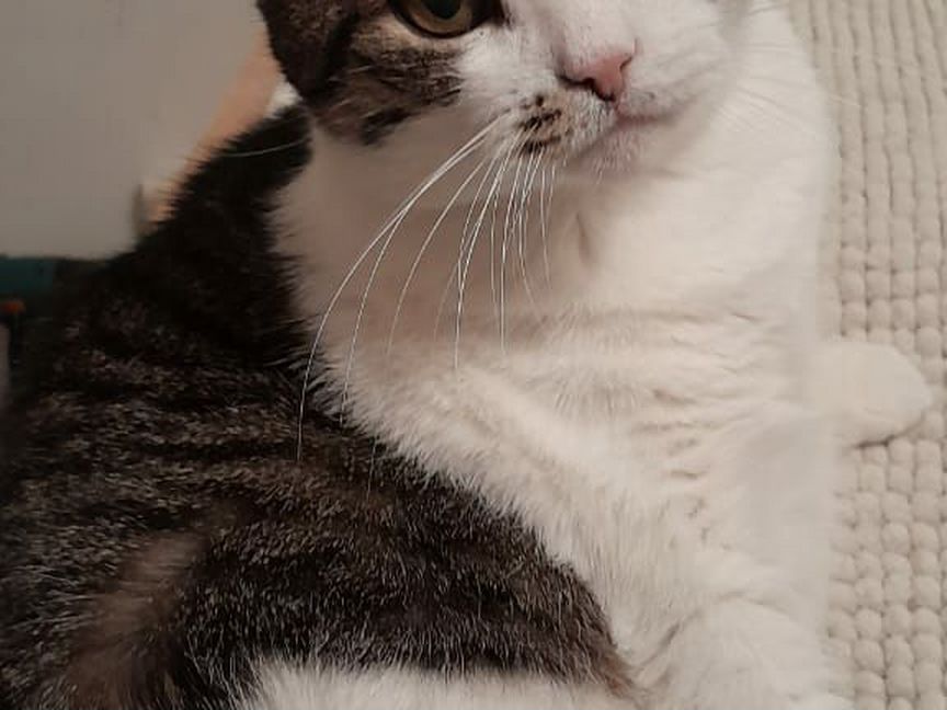 Кошечка Маруся