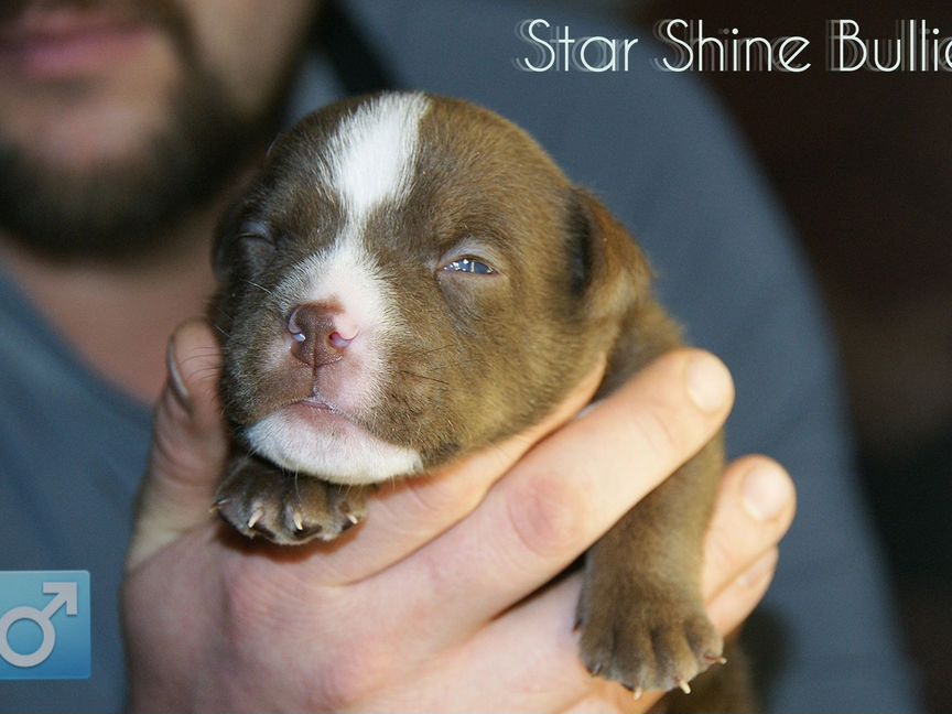 Американский булли