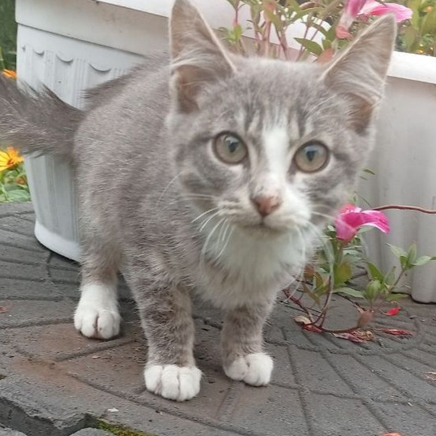 Котята
