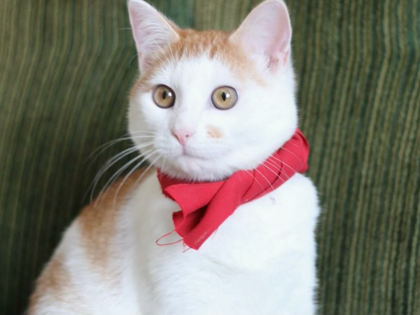 Рыже-белый котенок Пряник в дар