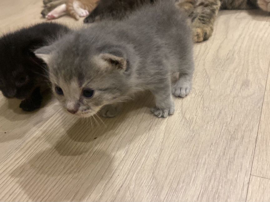 Кошка