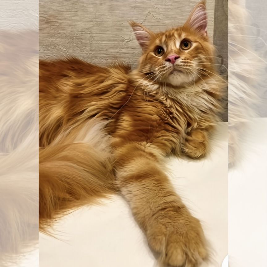 Мейн-кун котёнок