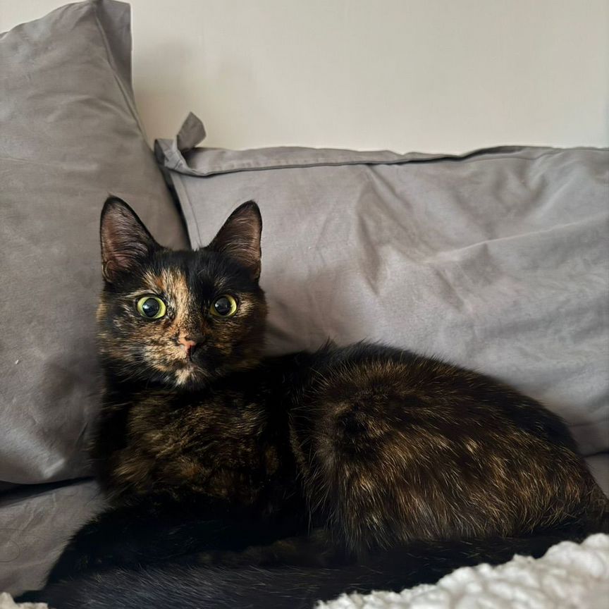 Отдам кошечку в добрые руки