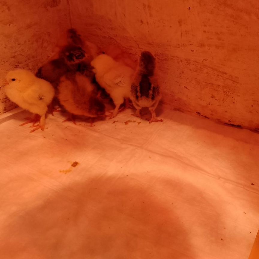 Цыплята несушки